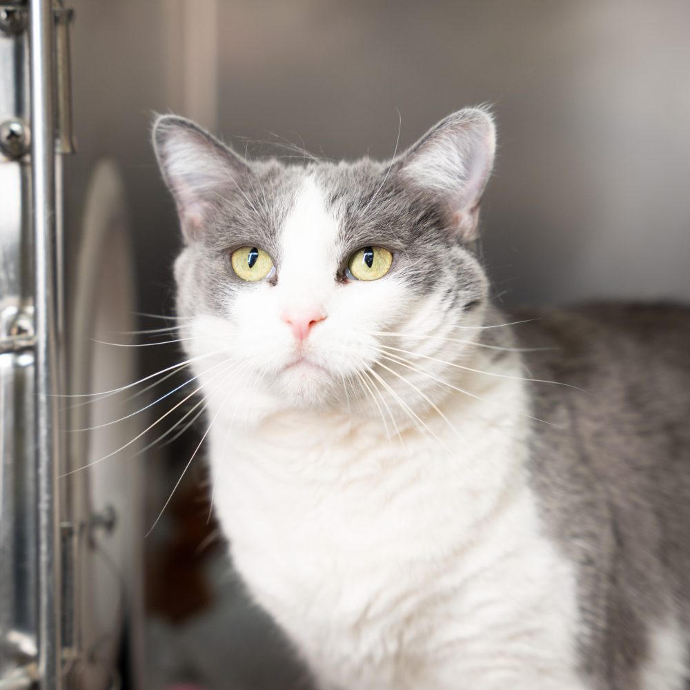 Mission & Values - Summit County Humane Society