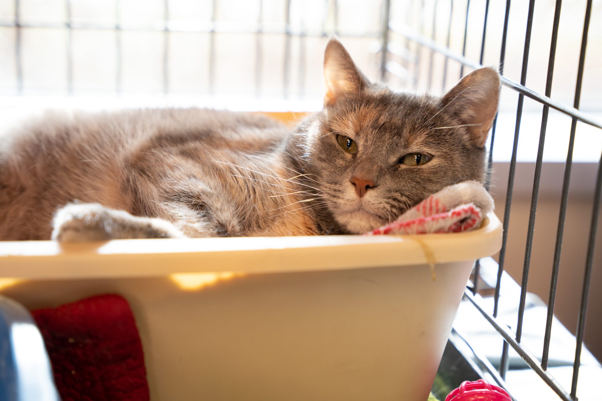 Volunteer - Summit County Humane Society