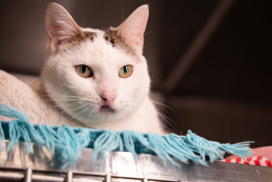 Adopt & Foster - Summit County Humane Society