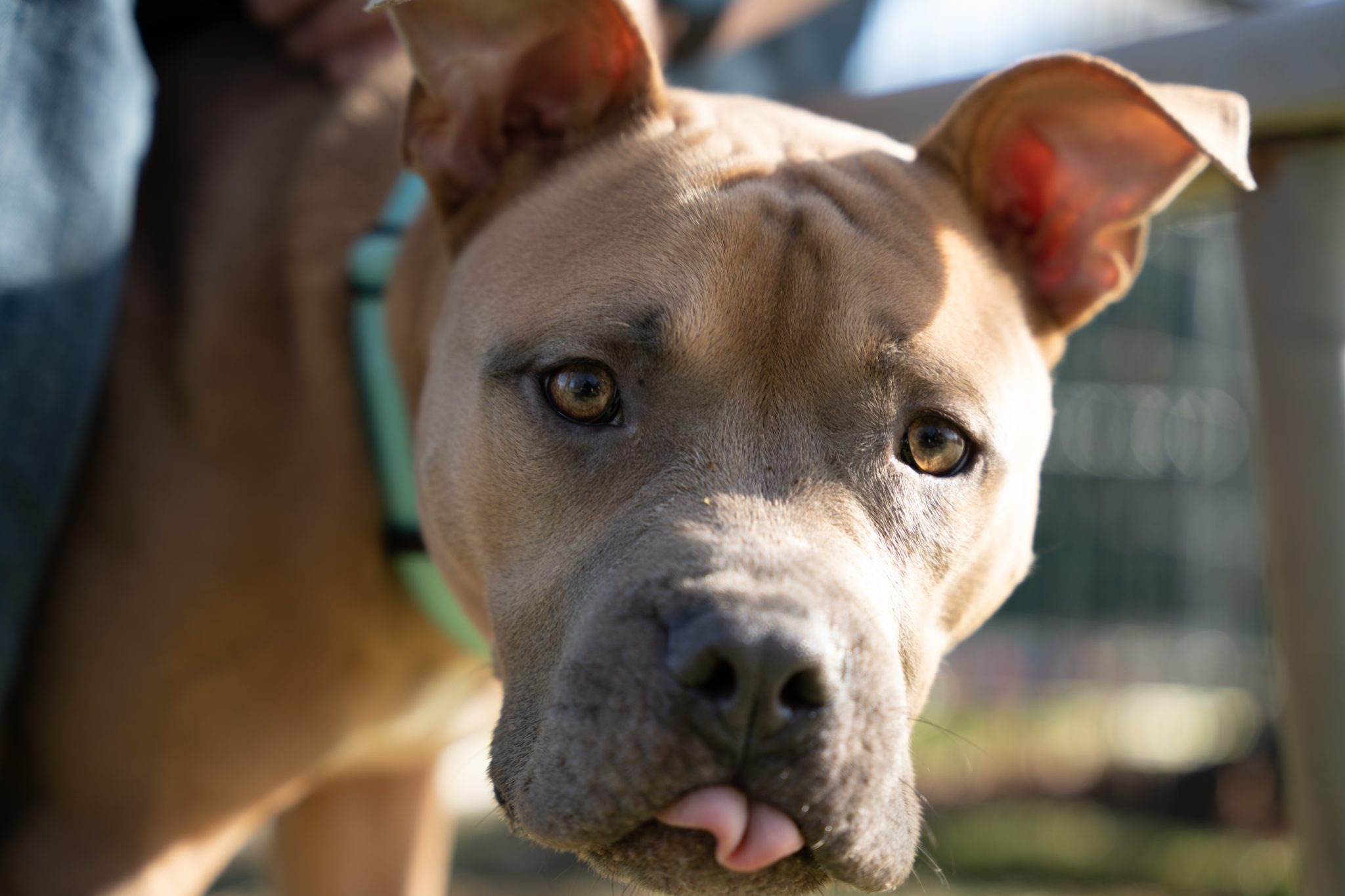 About - Summit County Humane Society