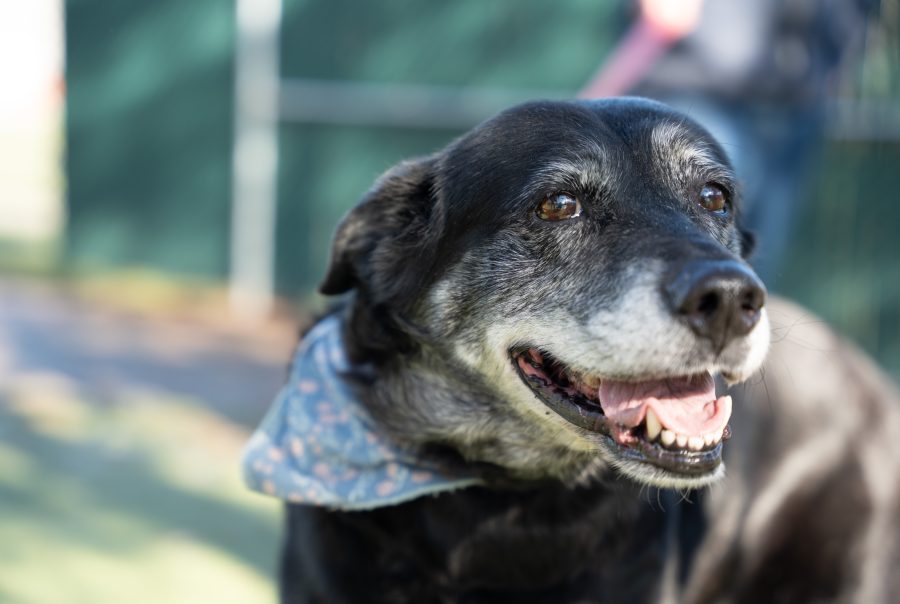 Adopt & Foster - Summit County Humane Society