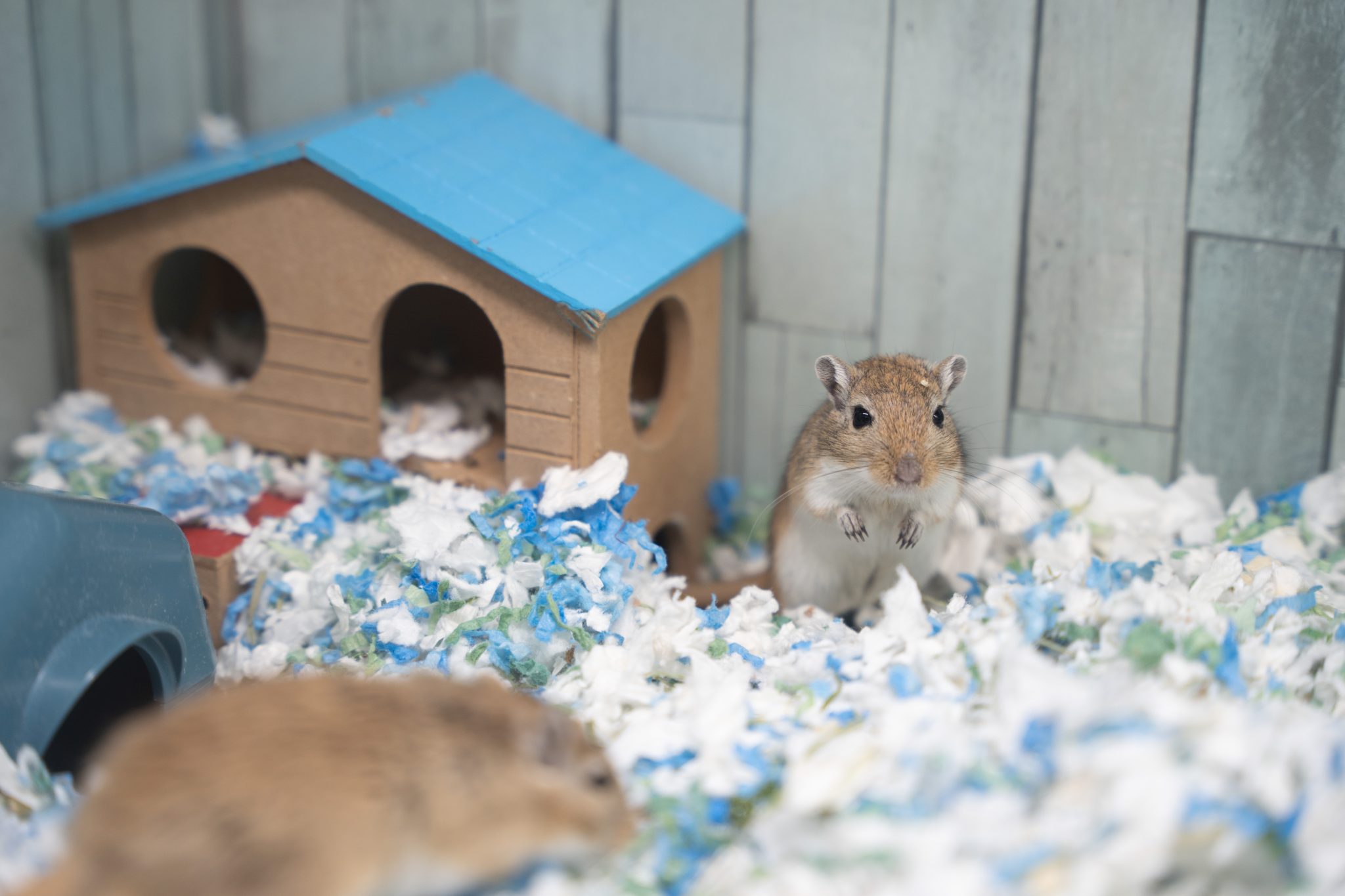 About - Summit County Humane Society