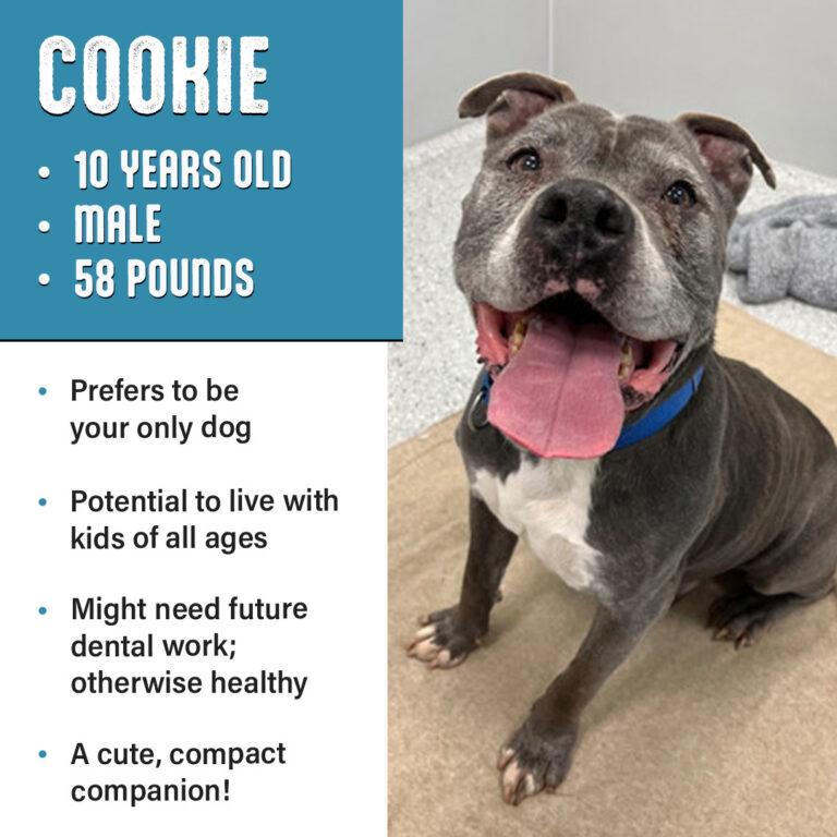 Our Senior Pets Need You! - Summit County Humane Society